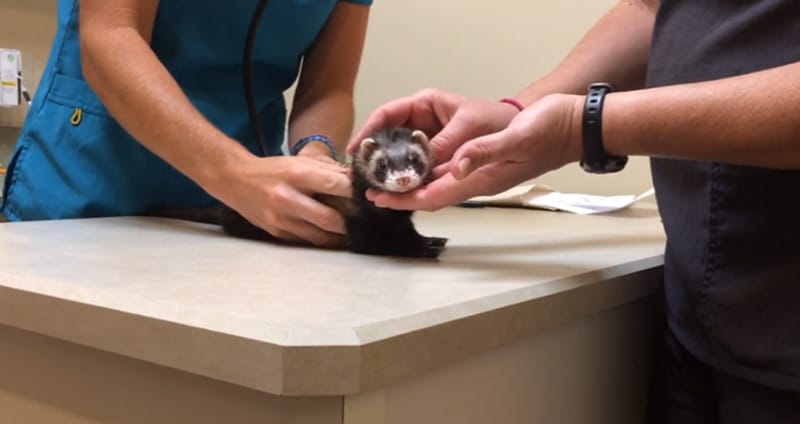 How Much Does A Ferret Cost? [Initial & Yearly Cost Breakdown]
